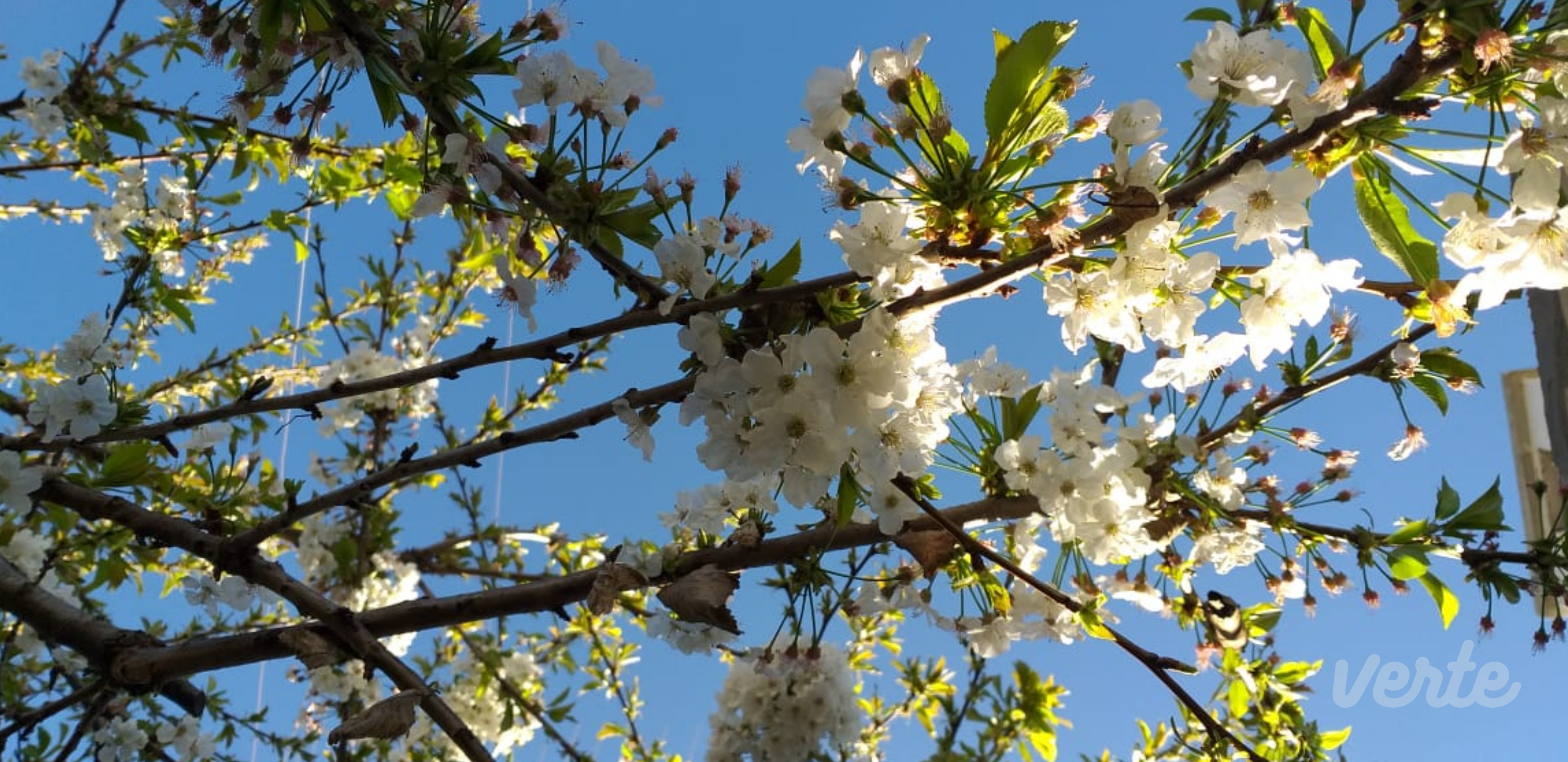 Empezó la primavera: ¿cómo va a estar el tiempo? :: Canal Verte