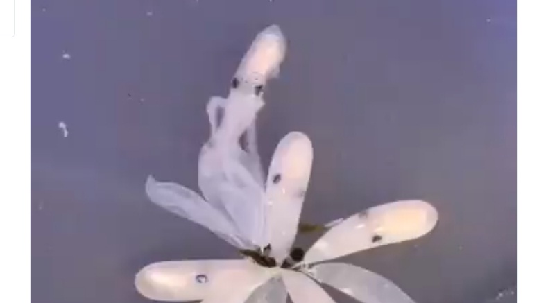 VIDEO: El nacimiento de un pulpo que se transformó en viral :: Canal Verte
