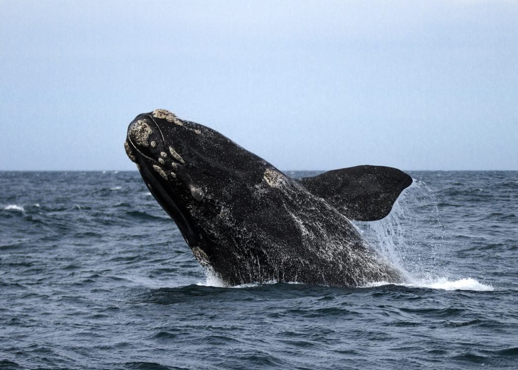 Cada vez más frecuente: ballenas en la costa de Mar del Plata :: Canal ...