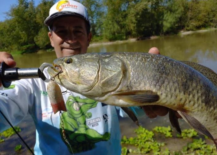 Se avecina la temporada de las tarariras :: Canal Verte