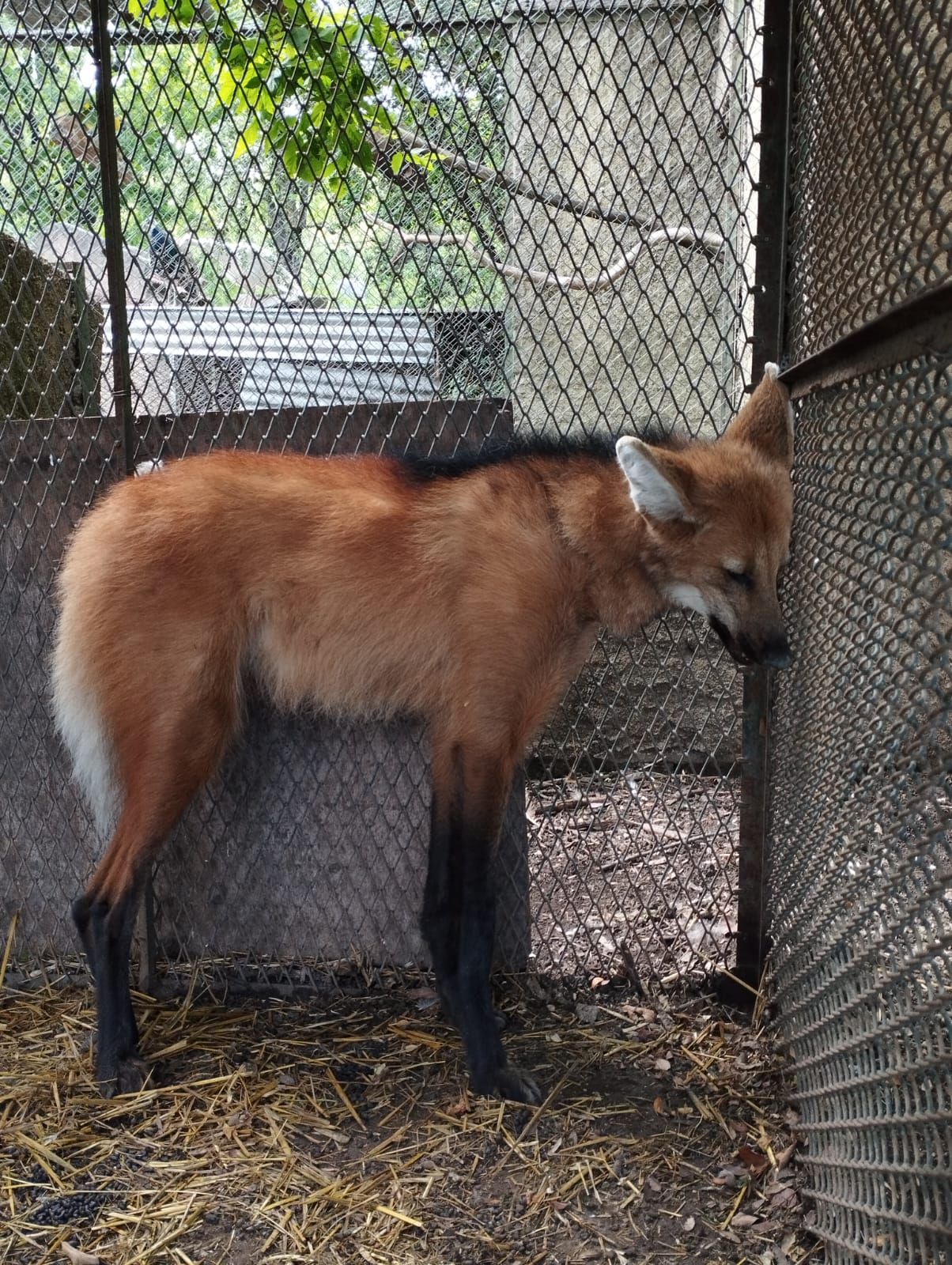 Sorprendente revelación sobre la presencia del aguará guazú :: Canal Verte