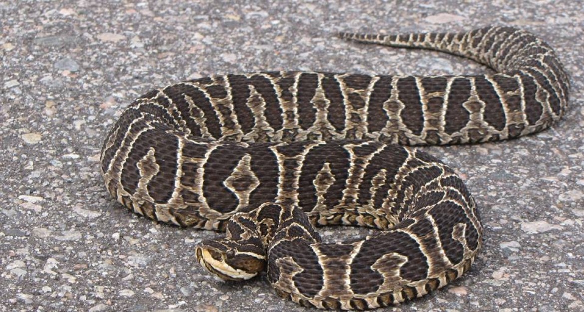 La yarará, el peligro escondido en las zonas serranas :: Canal Verte