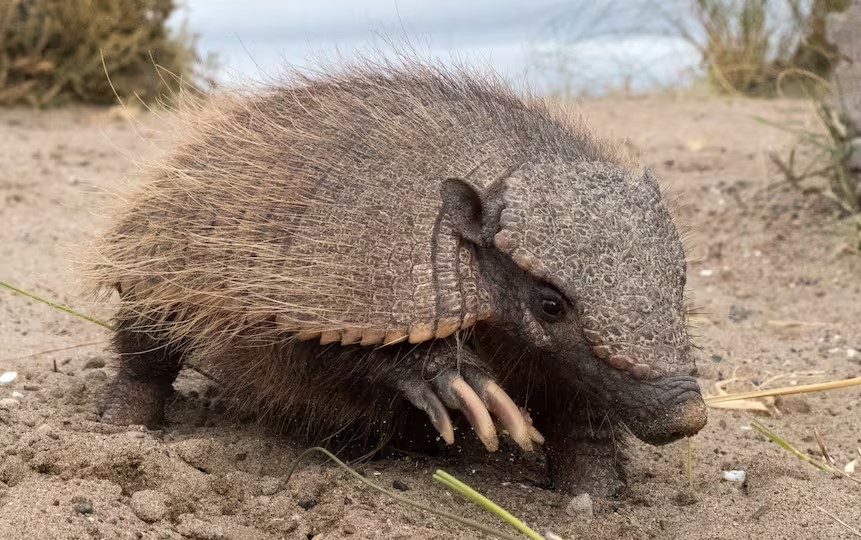 Mulitas y peludos, todas las variedades que hay en la zona :: Canal Verte