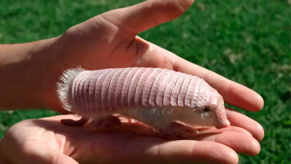 Mulitas y peludos, todas las variedades que hay en la zona :: Canal Verte