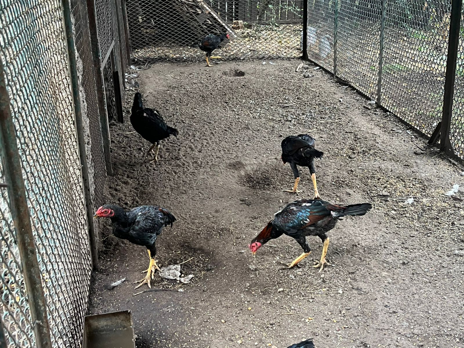 El Municipio Denunció La Existencia Del Criadero De Gallos De Riña En