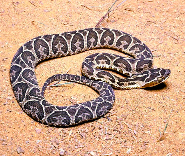 Encontraron una yarará grande en la Autopista Fortabat :: Canal Verte