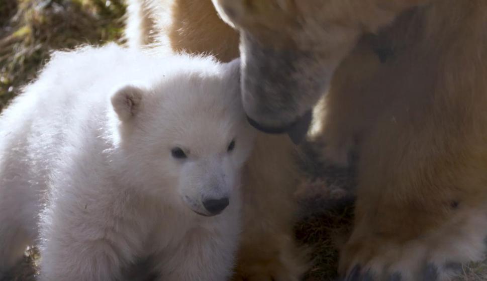 VIDEO: El primer paseo del osito polar que robó los corazones :: Canal ...