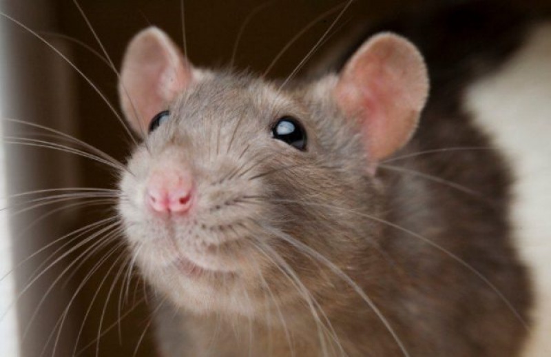Ratas contagian a personas con una nueva cepa de hepatitis E :: Canal Verte