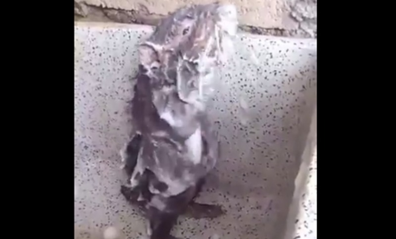 VIDEO: Furor por la rata que se "baña" como un humano :: Canal Verte